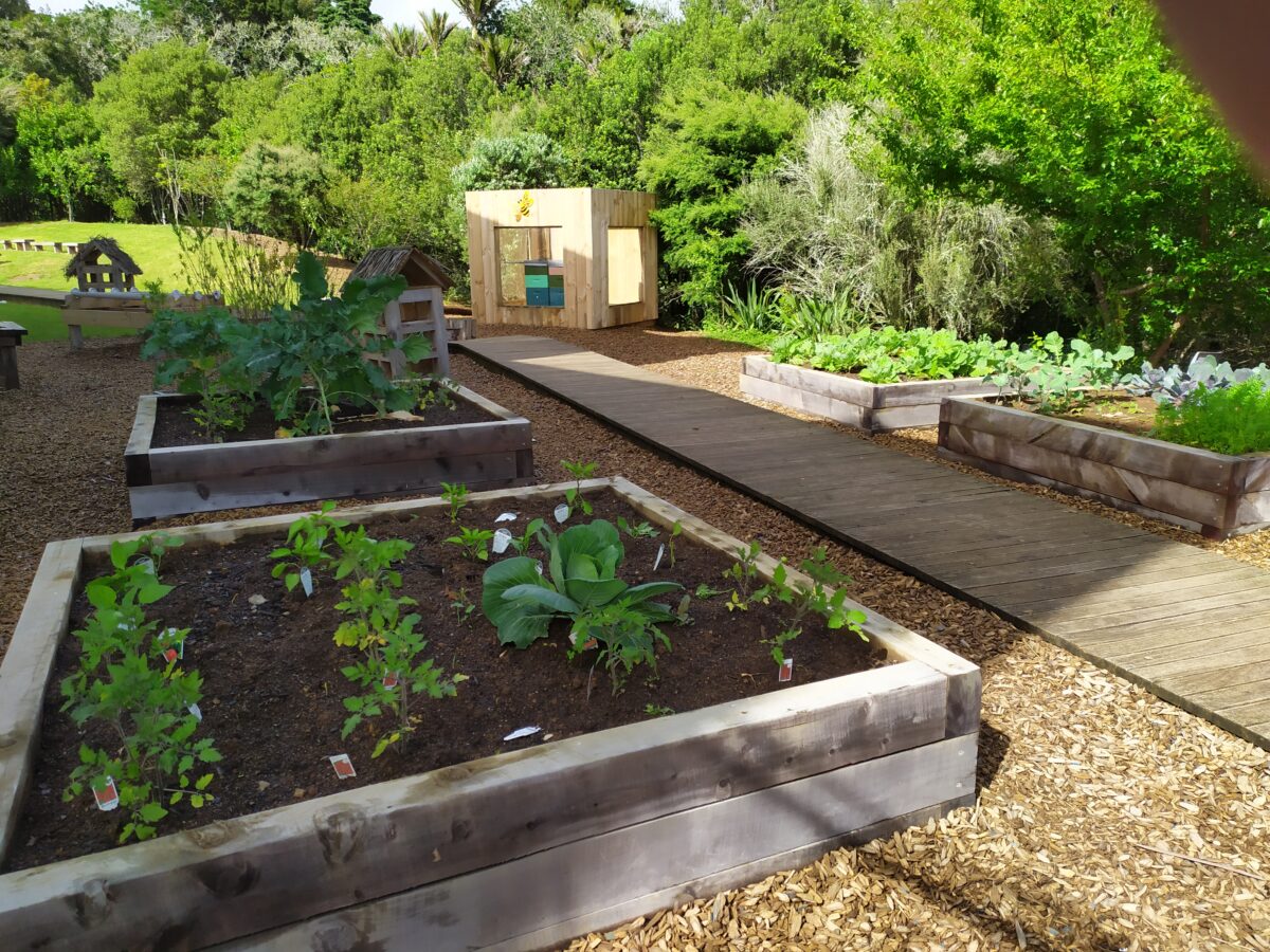 MHP Garden to Table – Mission Heights Primary School